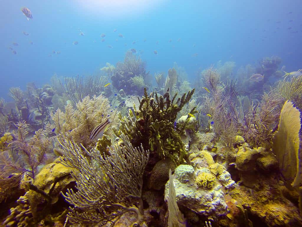 Best Diving sites in Belize – Scuba dive reviews by Divezone
