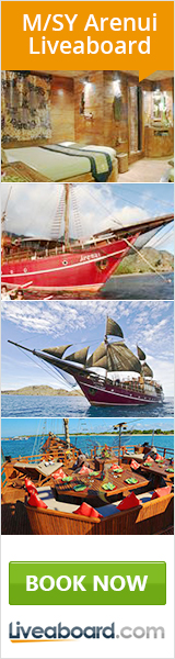 Arenui Liveaboard Review – Komodo Island, Raja Ampat, Indonesia Dive ...